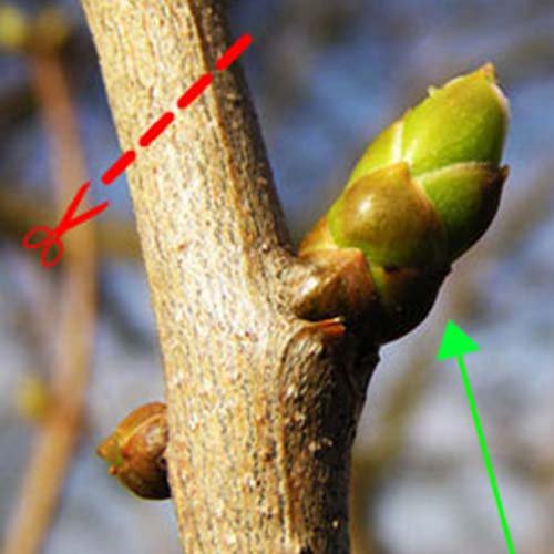 como-hacer-cortes-poda-plantas – Replantea